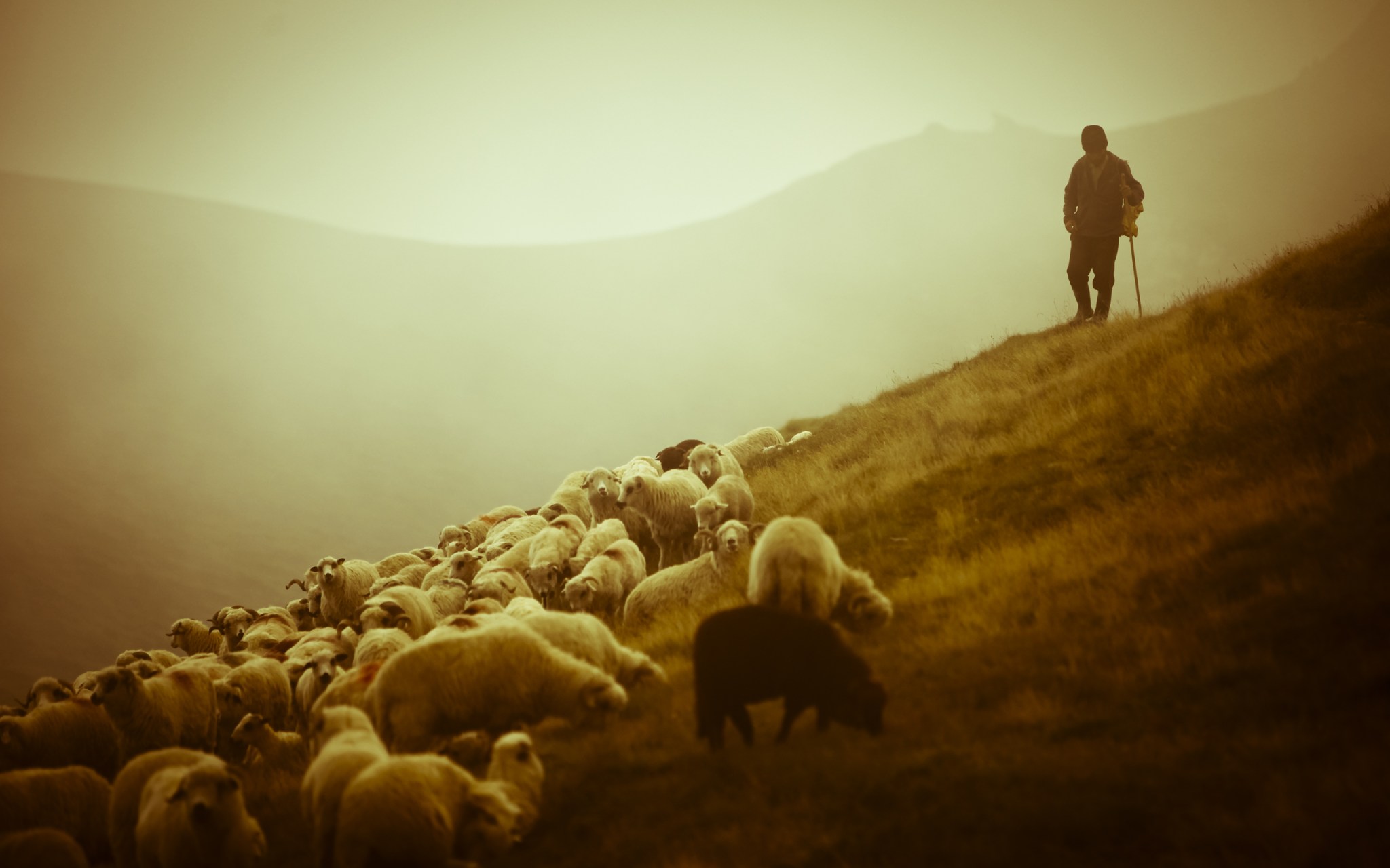 We are the Sheep Called to be Good Shepherds – Daily Theology